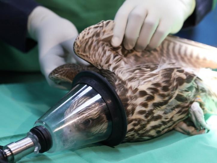 A Sneak Peek Inside The World's Largest Falcon Hospital In Abu Dhabi