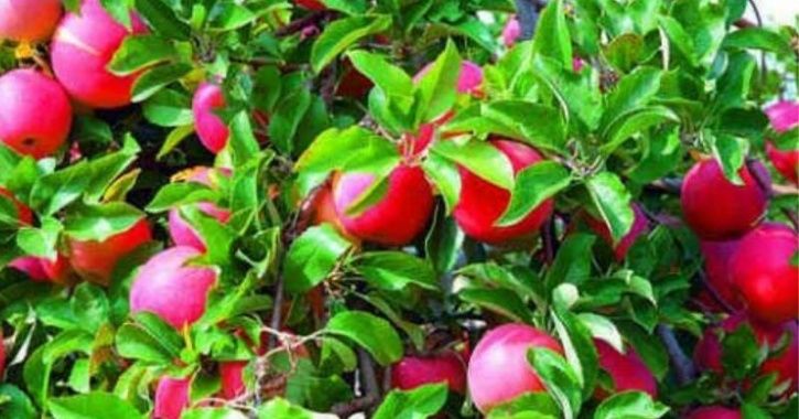 सेब की बागवानी कर हिमाचल के इस गांव के लोग कमाते हैं लाखों, 70 लाख ...