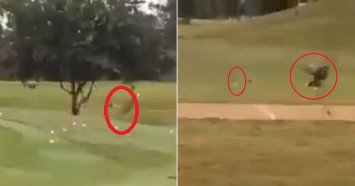 Golfing Around: A Bird Found Out That Balls Bounce And It Just Can't ...