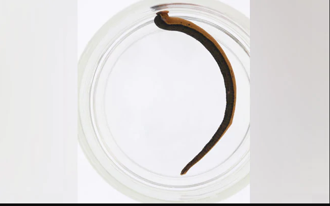 Blood sucking Leech:This New Species Of Leech Has Three Jaws & 59 Teeth ...
