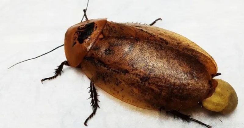 Cockroach: Surgery On Pregnant Pet Cockroach Done In Russia