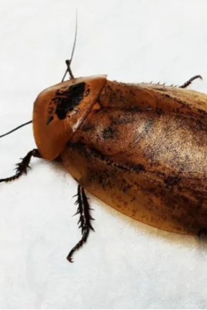 Scientists Discover Dead Cockroaches Make Excellent Magnets Than Alive ...