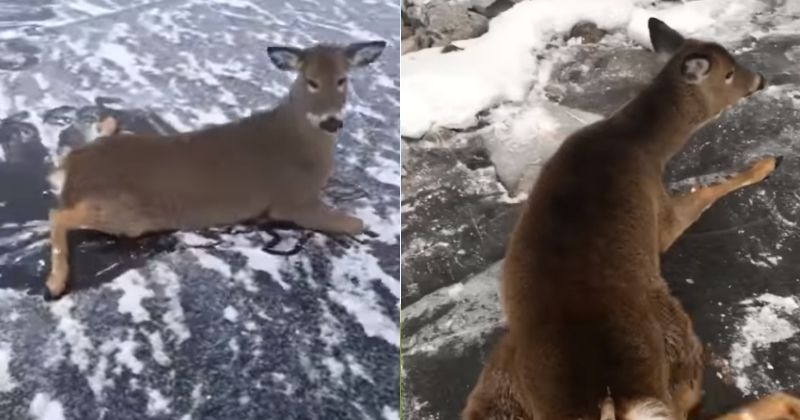 Canadian Man Risks His Life To Save A Family Of Deer Trapped In The ...