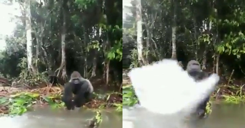 Viral Video: Gorilla Warns Tourist To Go Away From Its Space By Angrily ...