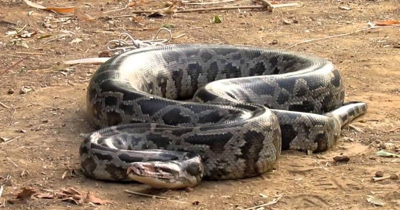 Kerala Man Climbs Up A Well After Rescuing Python, Locals Panic & Drop ...