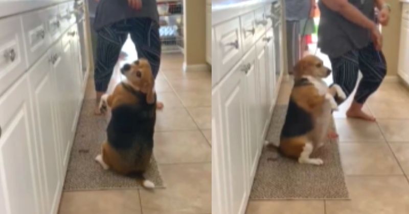 Viral Video: This Beagle Dancing To Hypnotic Tunes Has More Than 33 ...