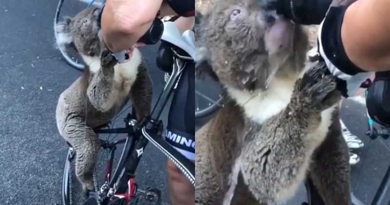 Viral Video: Thirsty Koala Rushes To Cyclist For Water, As Wildfires ...