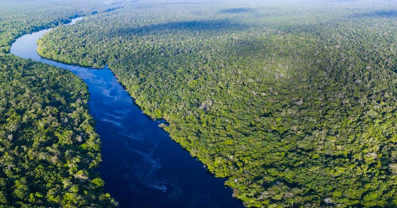 Amazon में पेड़ों का कटाव 100% बढ़ा, 10 साल में सबसे अधिक।Deforestation ...