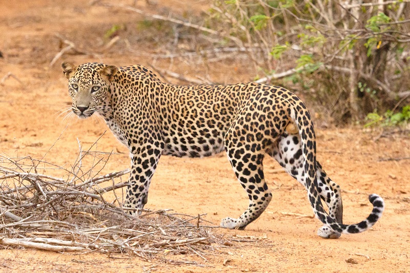 Our Greed, Their Death: Body Of Leopard Found In Maharashtra With Head ...