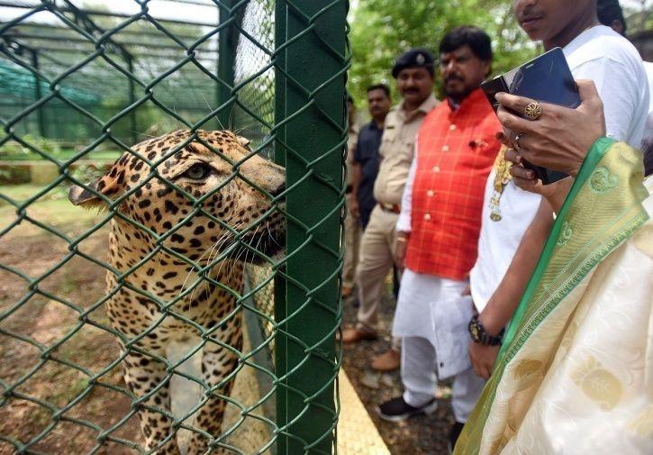 From Cutting Off Leopard’s Head & Paws To Killing Strays For Fun: Nine ...