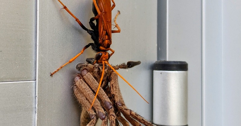 In Australia, A Tarantula Hawk Wasp Eating A Huntsman Spider Is Really ...
