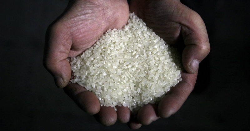 App On Your Phone Can Help You Verify Type And Authenticity Of Rice ...