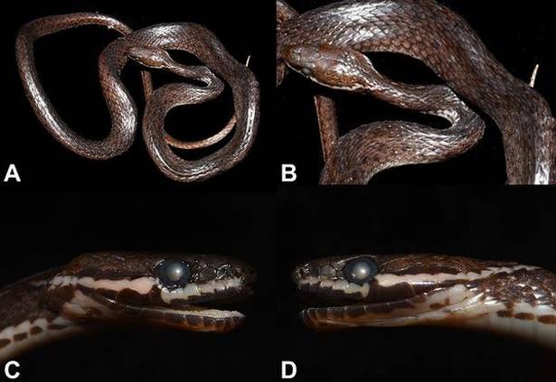 crying snake:Researchers Happy After Discovering New Species Of ...