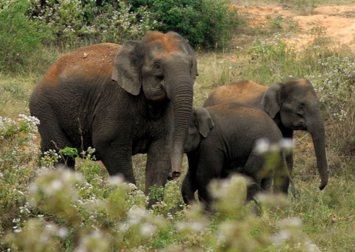 After 20 Years, Elephants Of Numaligarh To Get Their Home Back, Assam ...