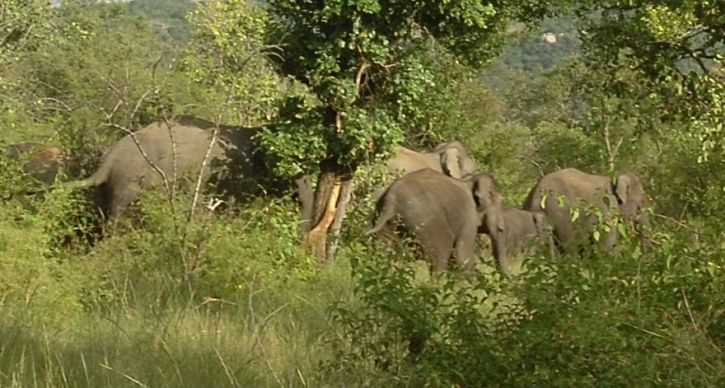 After 20 Years, Elephants Of Numaligarh To Get Their Home Back, Assam ...