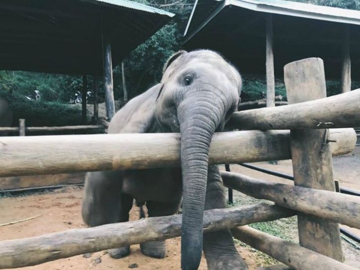This Cute Baby Elephant Wants Nothing But A Big Hug From Its Caretaker ...