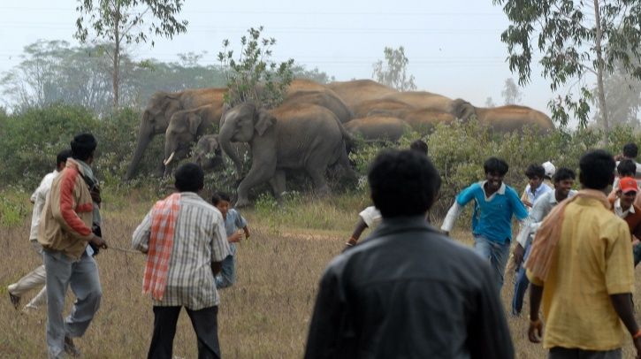Human-Elephant Conflicts:The Alarming Cost Of Human-Elephant Conflicts - 373 Elephants And 1,713 ...