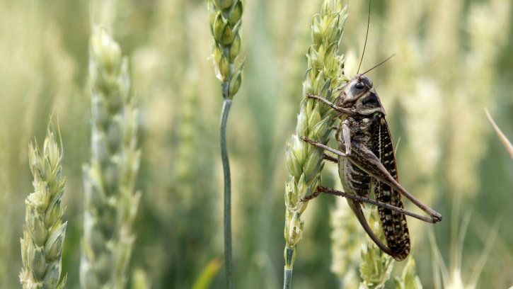 All Insects Will Be Extinct Within 100 Years, Due To Heavy Use Of ...