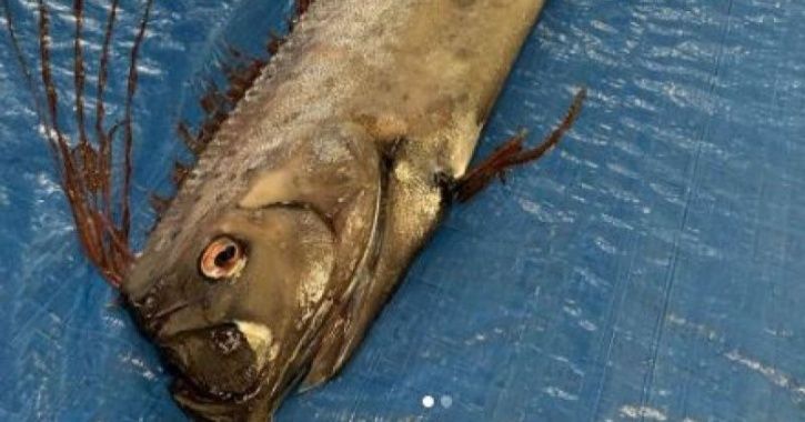 Japan:Rare Dead Oarfish Sightings In Japan Spark Fear Over Impending ...