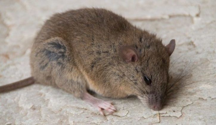 Aussie Rodent Becomes The First Mammal To Have Become 'Extinct' Due To ...