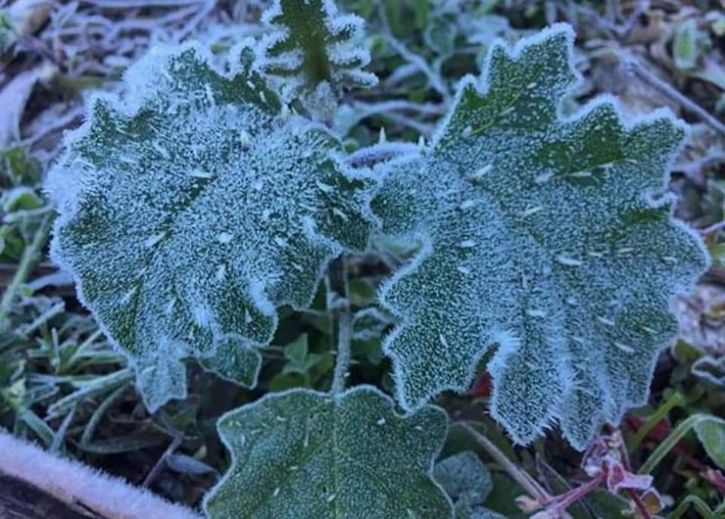 Munnar Snow:These 20 Images Of Munnar Will Make You Pack Your Bags And ...