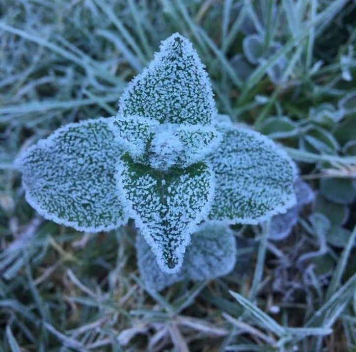 Munnar Snow:These 20 Images Of Munnar Will Make You Pack Your Bags And ...
