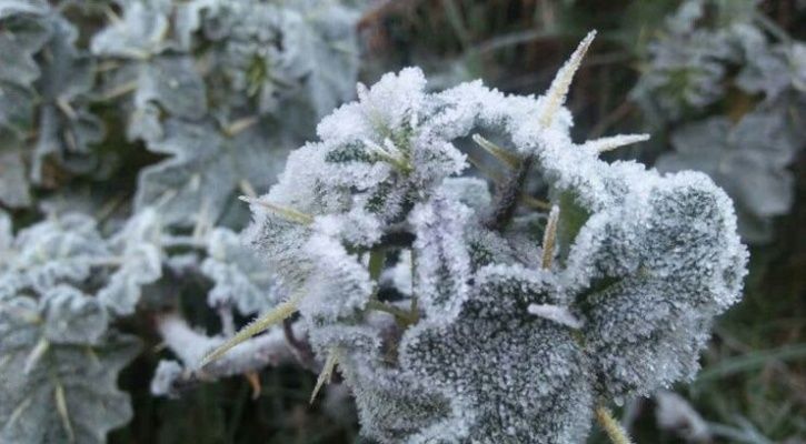 Munnar Snow:These 20 Images Of Munnar Will Make You Pack Your Bags And ...