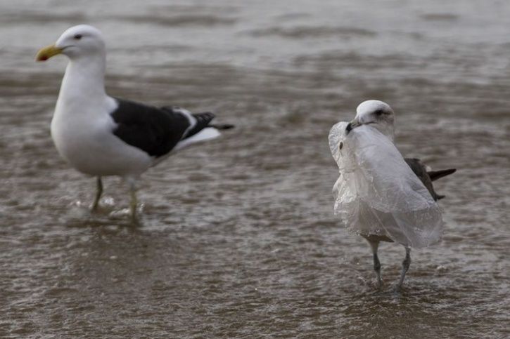 Plastic Waste:11 Heartbreaking Photos That Show How Plastic Waste Is ...