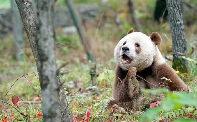Meet Qizai, World's Only Brown Panda Who Despite Being Abandoned ...