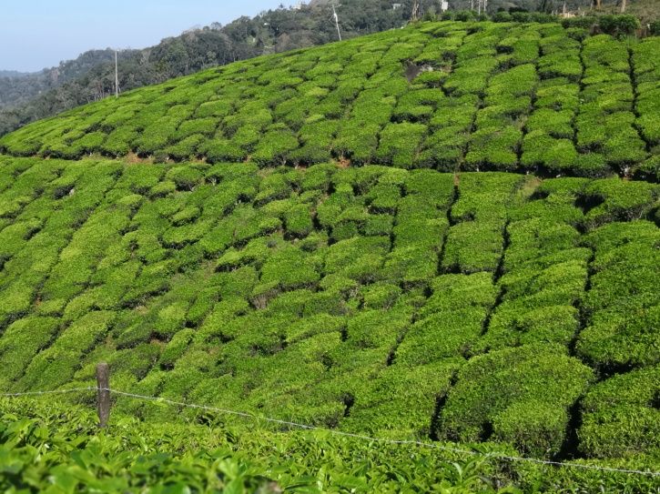 Munnar Monorail:Munnar May Soon Get Train Service, Nearly A Century ...