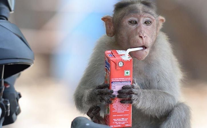 'Operation Bandar' Was Indian Air Force's Code Name For Balakot Airstrike