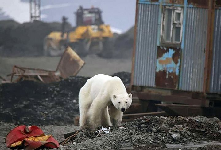 Starving & Exhausted Polar Bear Wanders Into Industrial Siberian Town ...