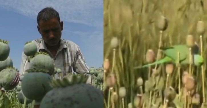 These Opium-Addicted Parrots Are Wreaking Havoc On Madhya Pradesh ...