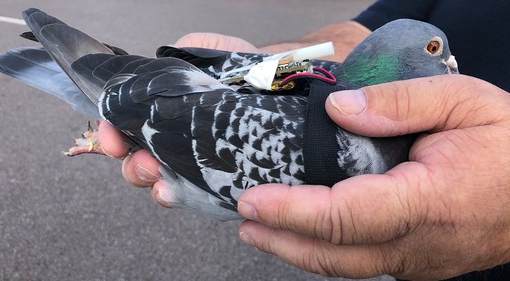 Pigeons With Tiny Sensors On Their Back Are Collecting Data To Help Us ...