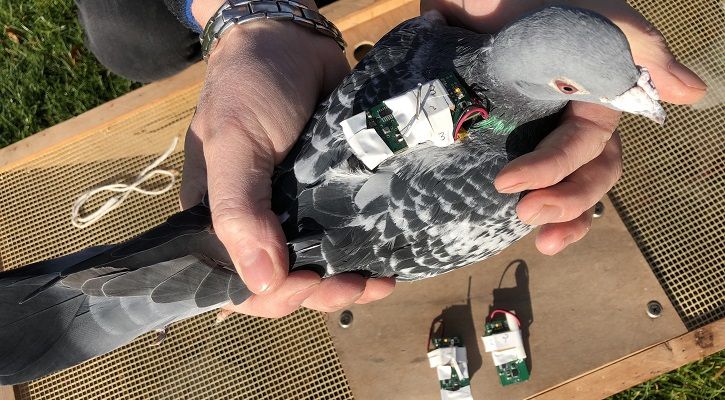 Pigeons With Tiny Sensors On Their Back Are Collecting Data To Help Us ...