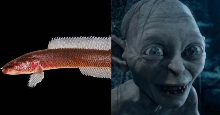 New Species Of Fish Discovered In Kerala Named 'Gollum' As Tribute To ...