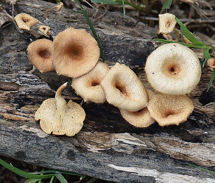 Lentinus tuber regium:Madras University Professor Gets Patent For ...