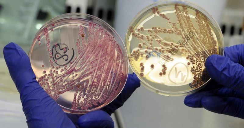 E.coli Bacteria Can Now Eat Carbon Dioxide To Release Biofuel, And Help ...