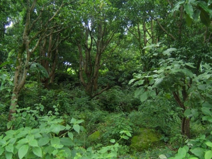 हसदेव अरण्य: कल का जंगल आज की जंग! An attempt to save Hasdeo Arand