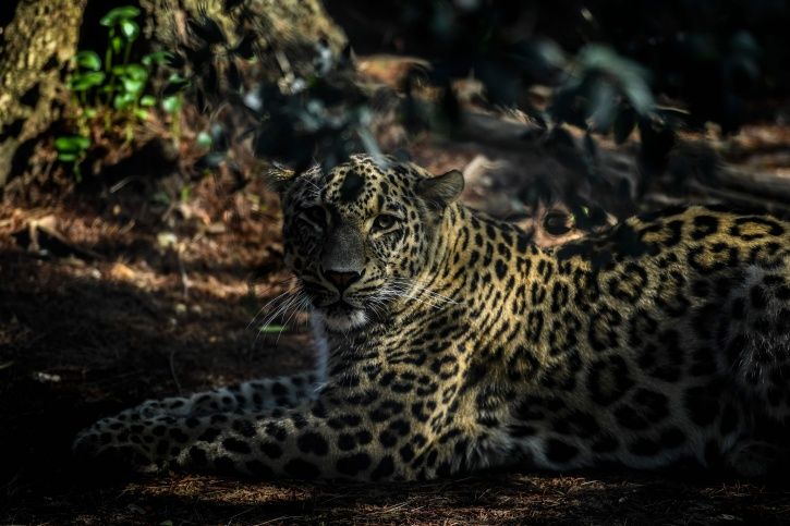 Dangerous Leopard Suspected For Killing Two, Photographed In Camera ...