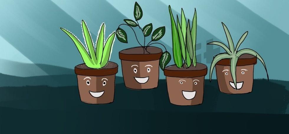 how to:How To Purify The Air Around You Naturally