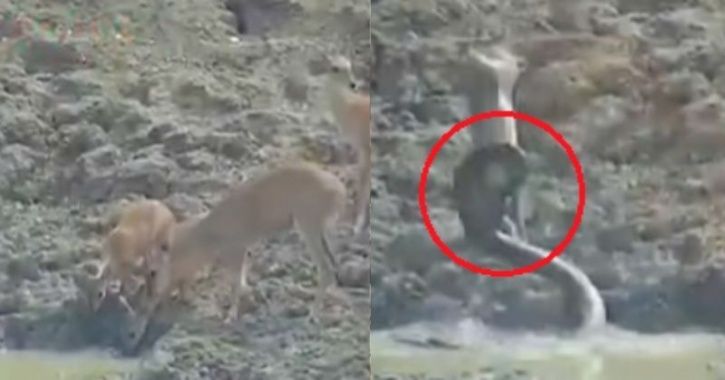 Video Of A Python Attacking An Unsuspecting Deer Is Going Viral