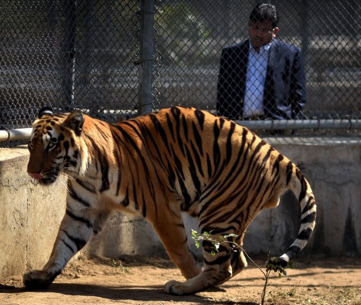 sahebrao tiger:This Nagpur Tiger Could Become The First Big Cat In The ...