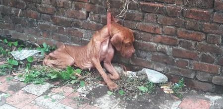 These Heartbreaking Pictures Of Starving Animals Show Exactly What's ...