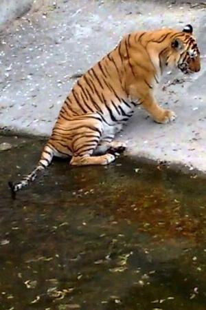 Number Of Tigers Worldwide Is Declining Sharply, Only Six Sub-Species Left