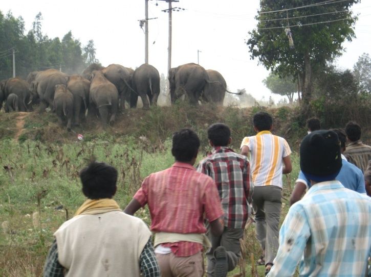 Human-Elephant Conflict:Rampant Deforestation Leads To Humans And ...
