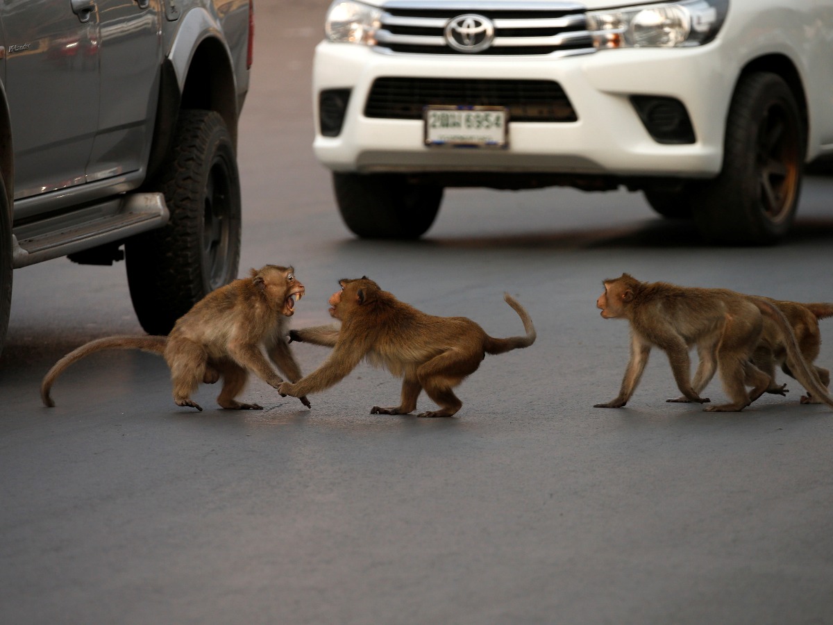 As Humans Stay In, Animals Take Over The World