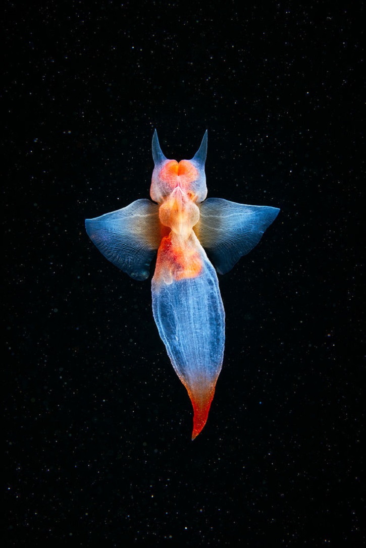Russian Marine Biologist Clicks Pictures Of A Sea Angel That Almost ...