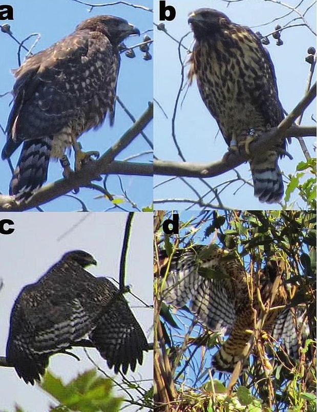 'Amorous And Experimental' Hawks From Very Different Species Mated ...