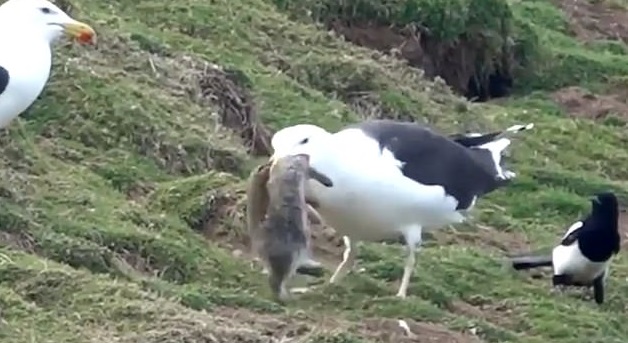 Into The Wild: Video Captures Exact Moment Seagull Gulps Down A Whole ...